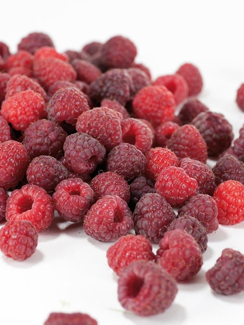 Bower & Branch® Willamette Red Raspberry Potted | Gardener's Supply