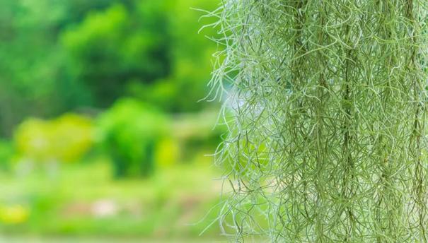 How to Care for Spanish Moss | Gardener's Supply