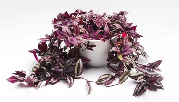 How to Care for an Inch Plant | Gardener's Supply