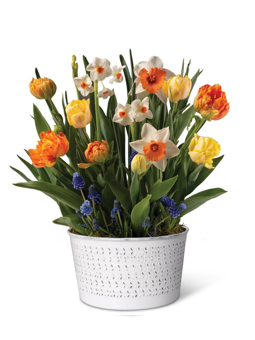 Spring Bounty Bulb Collection | Gardener's Supply