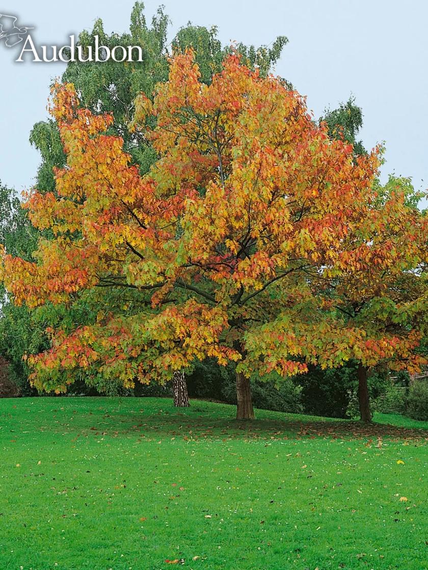 Audubon® Native Black Oak Tree for Sale | Gardener's Supply