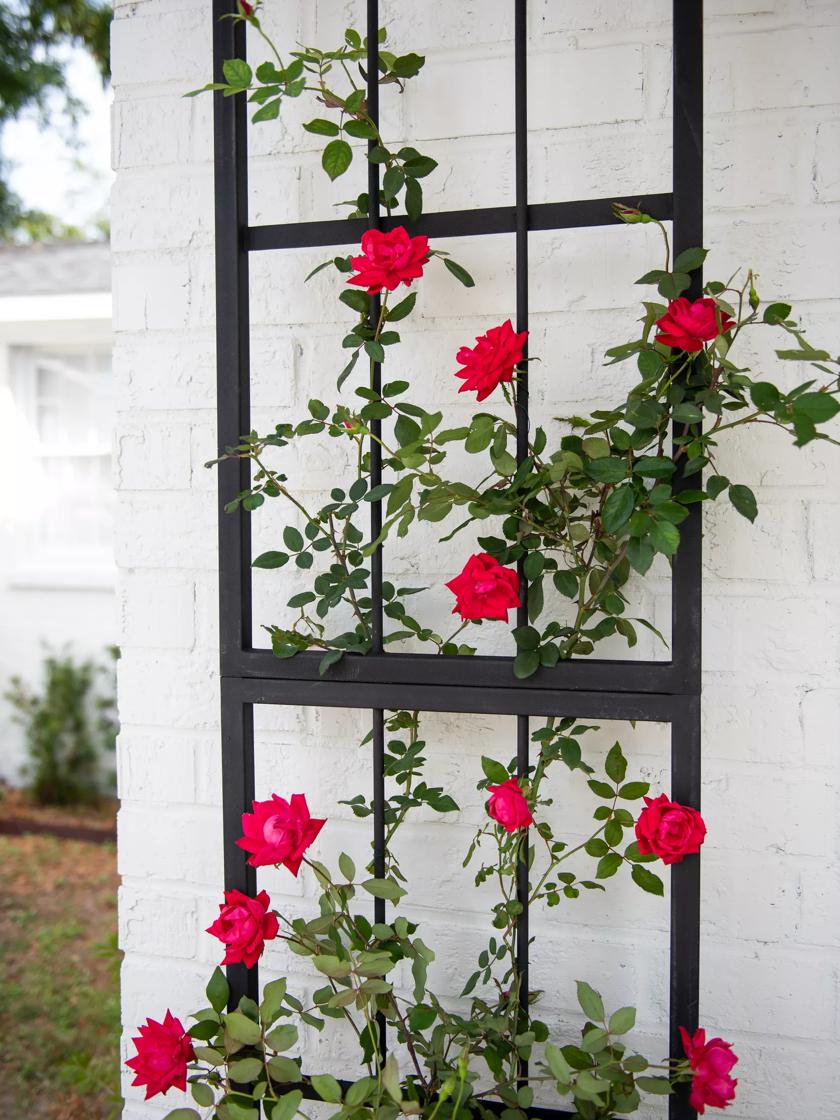 Homemade Wall Trellis Roses