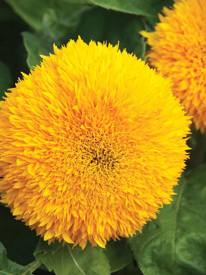 Sungold Dwarf Sunflower Seeds | Gardener's Supply