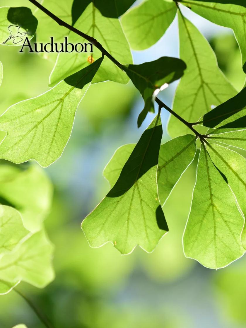 Audubon® Native Water Oak Tree for Sale | Gardener's Supply